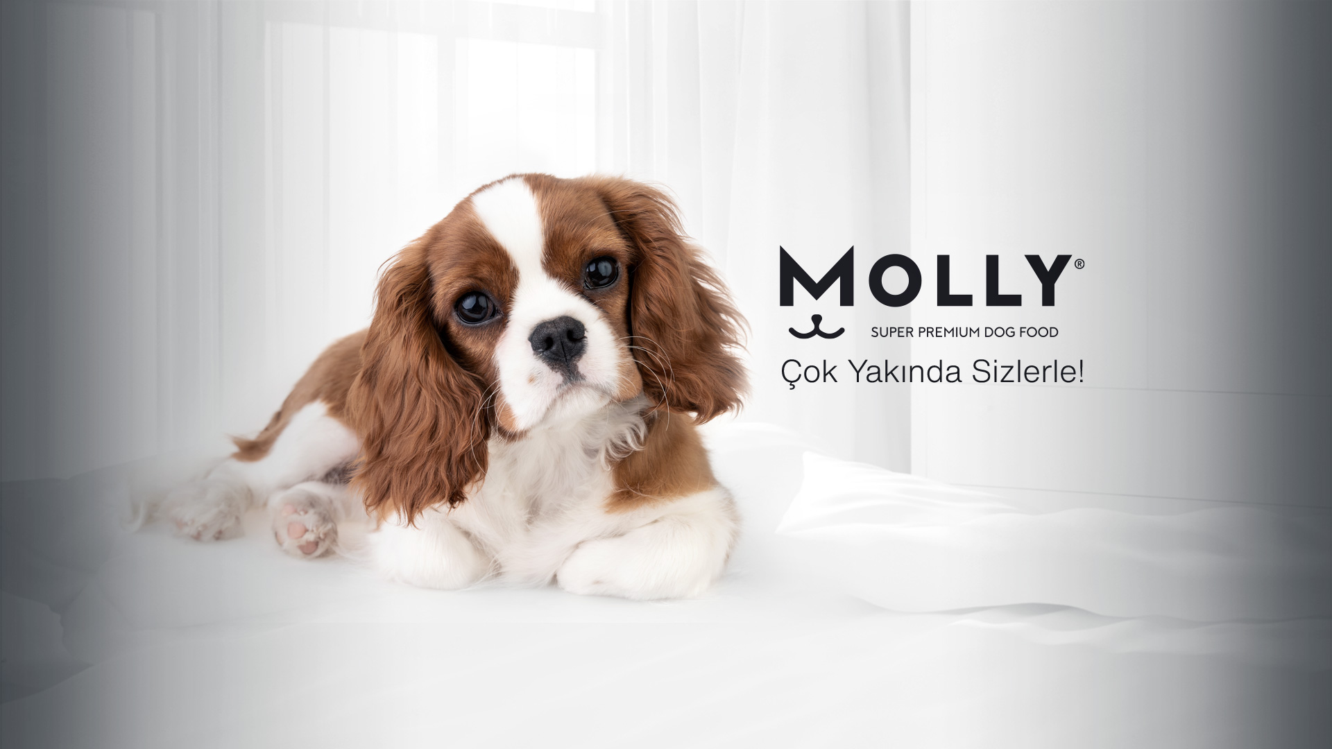 MOLLY - Super Premium Cat Food